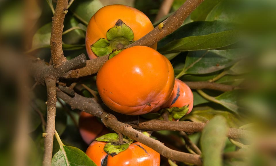 Jапонско јаболко- природен лек за превенција од многу болести